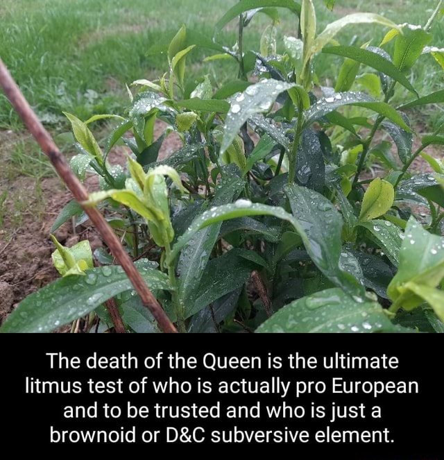 The death of the Queen is the ultimate litmus test of who is actually ...