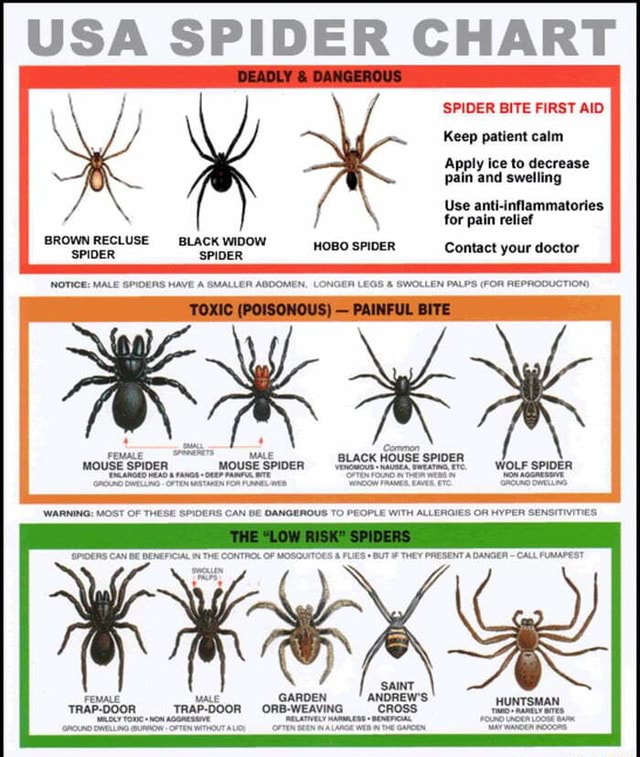 USA SPIDER CHART DEADLY DANGEROUS SPIDER BITE FIRST AID Keep patient ...