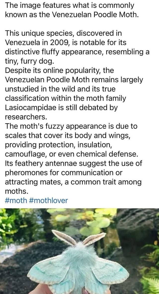The image features what is commonly known as the Venezuelan Poodle Moth ...