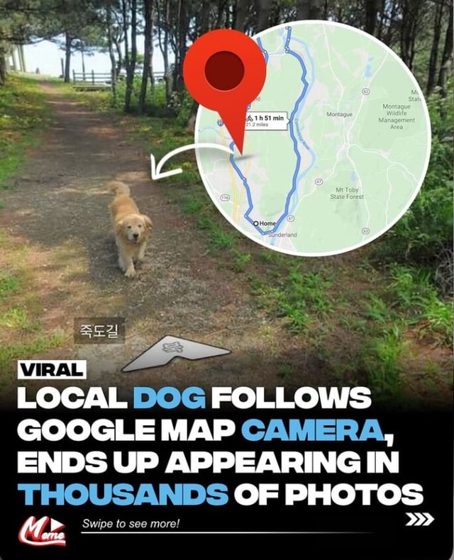 LOCAL DOG FOLLOWS GOOGLE MAP CAMERA, ENDS UP APPEARING IN THOUSANDS OF ...