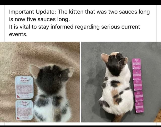 Important Update: The kitten that was two sauces long is now five ...