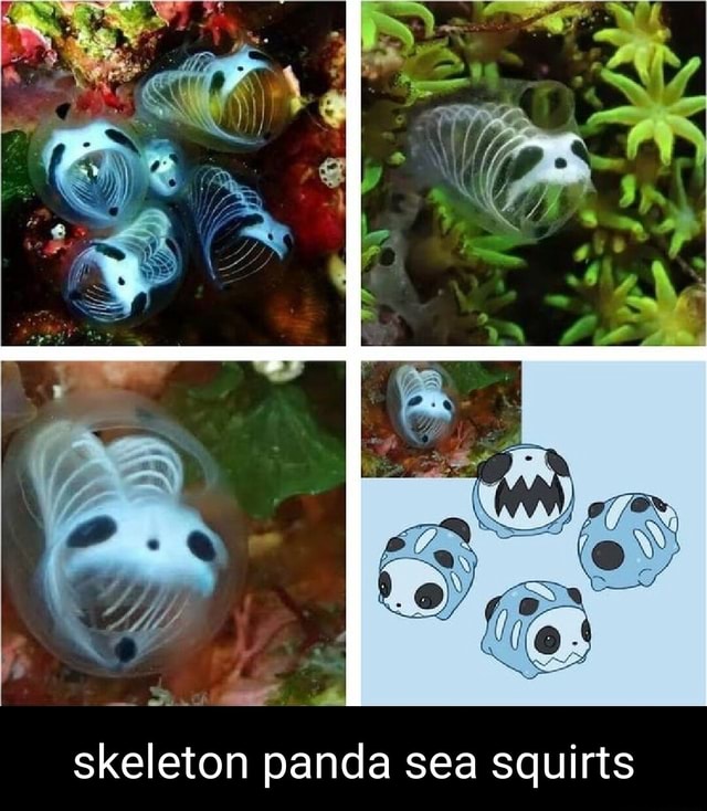 Skeleton panda sea squirts - iFunny