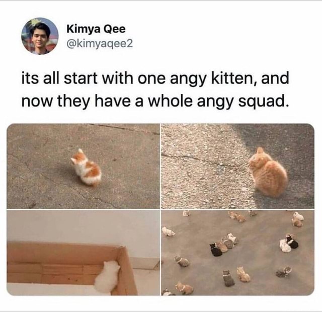 Its all start with one angy kitten, and now they have a whole angy ...