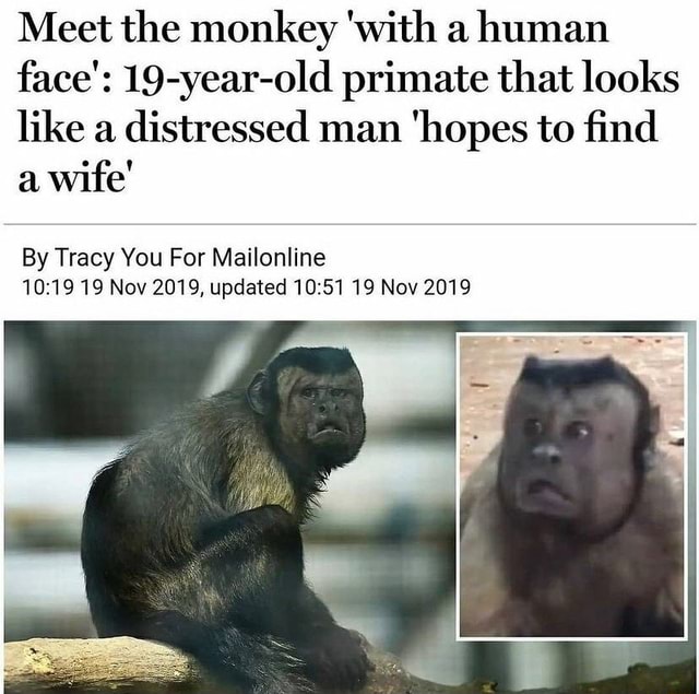Meet the monkey 'with a human face': 19-year-old primate that looks ...