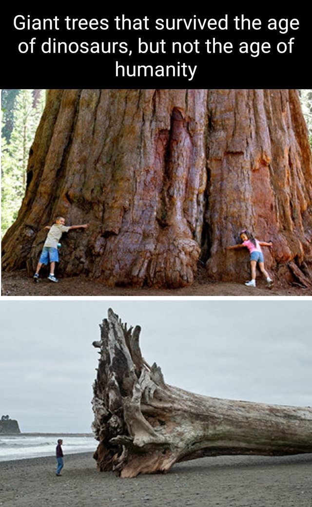 Giant trees that survived the age of dinosaurs, but not the age of ...