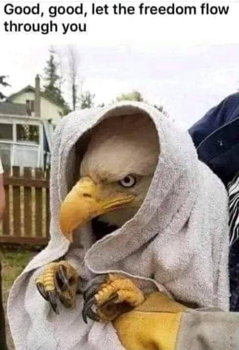 Good, good, let the freedom flow through you ANY - iFunny