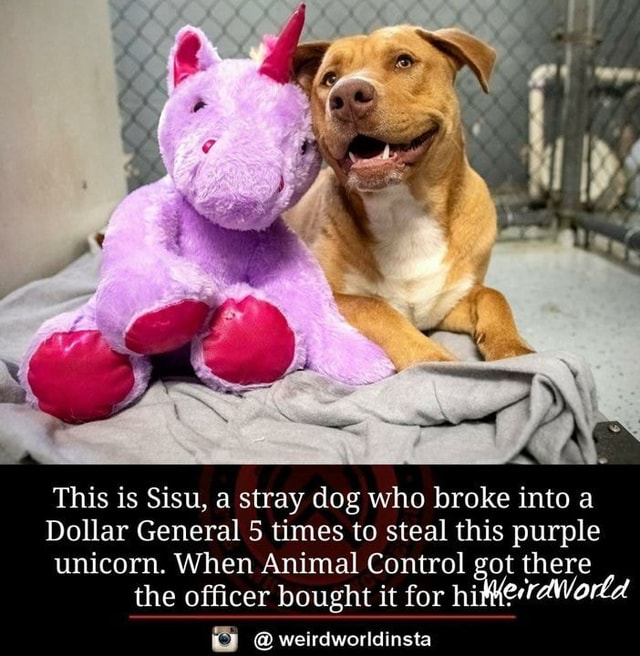 This is Sisu, a stray dog who broke into a Dollar General times to ...
