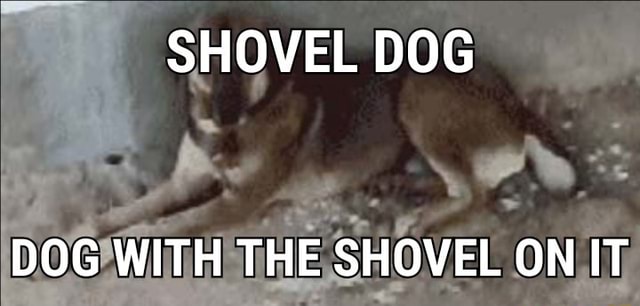 SHOVEL DOG DOG WITH THE SHOVEL ON IT - iFunny