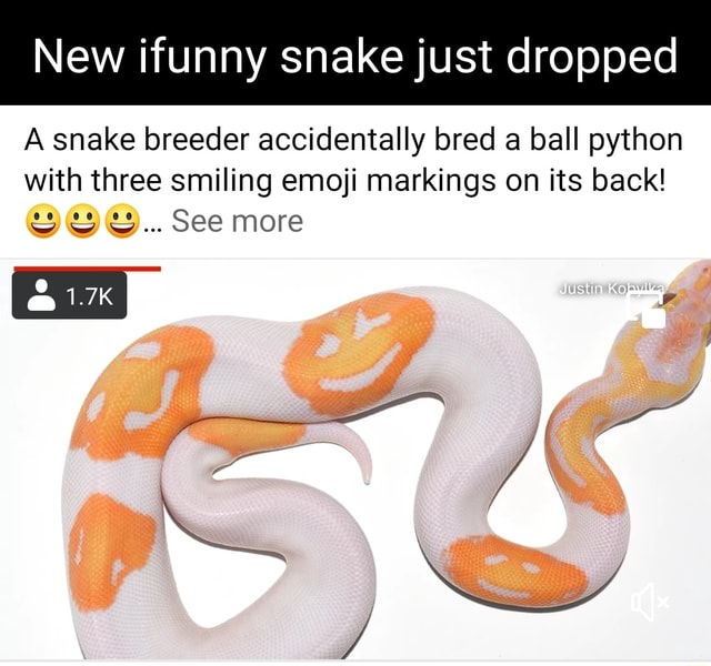 New ifunny snake just dropped A snake breeder accidentally bred a ball ...