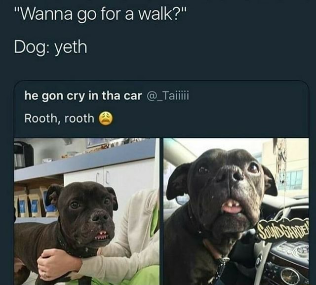 "Wanna go for a walk?" Dog: yet he gon cry in tha car @_Taiiiii Rooth ...
