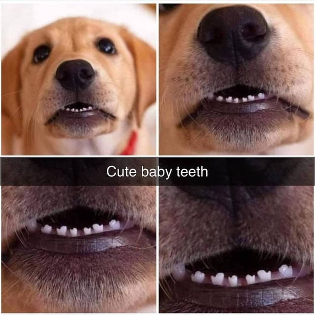 Cute baby teeth - America’s best pics and videos