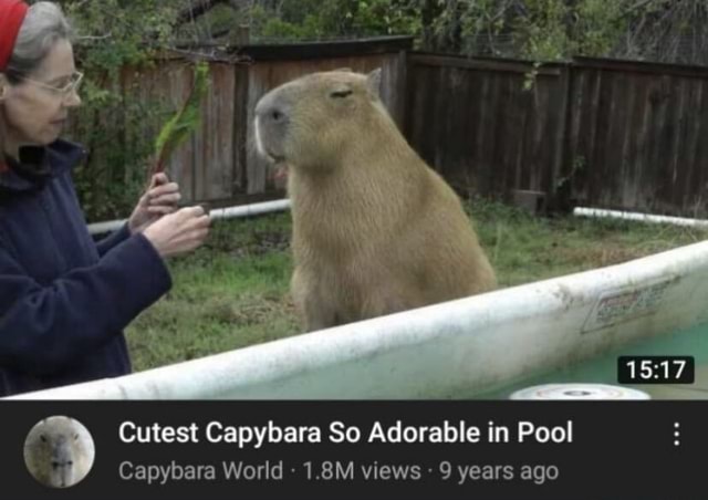 Cutest Capybara So Adorable in Pool Capybara World 1.8M views 9 years ...