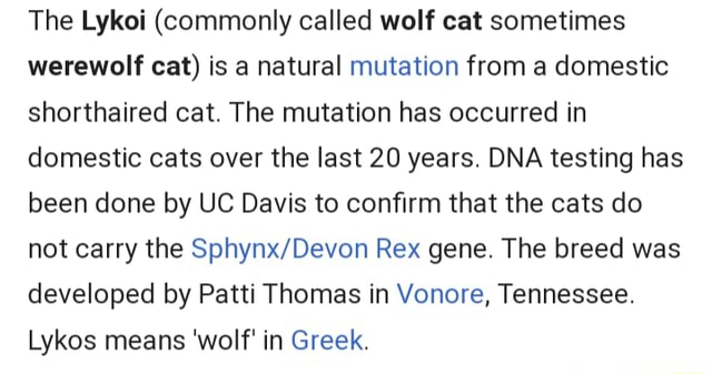 Meet Lykoi- The Wolf Cat - The Lykoi (commonly called wolf cat ...