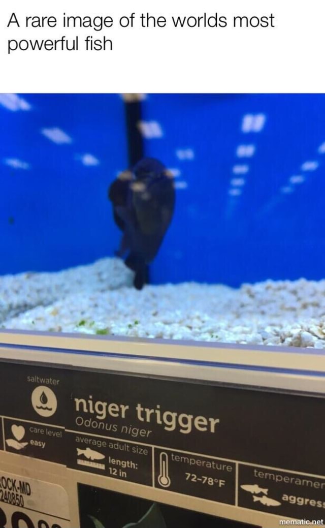 A rare image of the worlds most powerful fish - iFunny