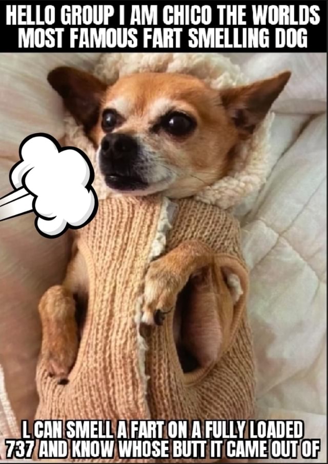 HELLO GROUP I AM CHICO THE WORLDS MOST FAMOUS FART SMELLING DOG pe L ...