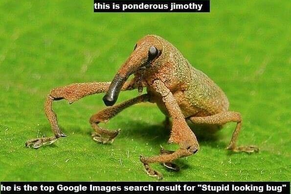 His is ponderous jimothy he is the top Google Images search result for "Stupid looking bug" I ...