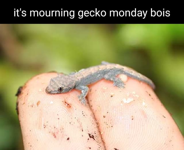 It's mourning gecko monday bois - iFunny
