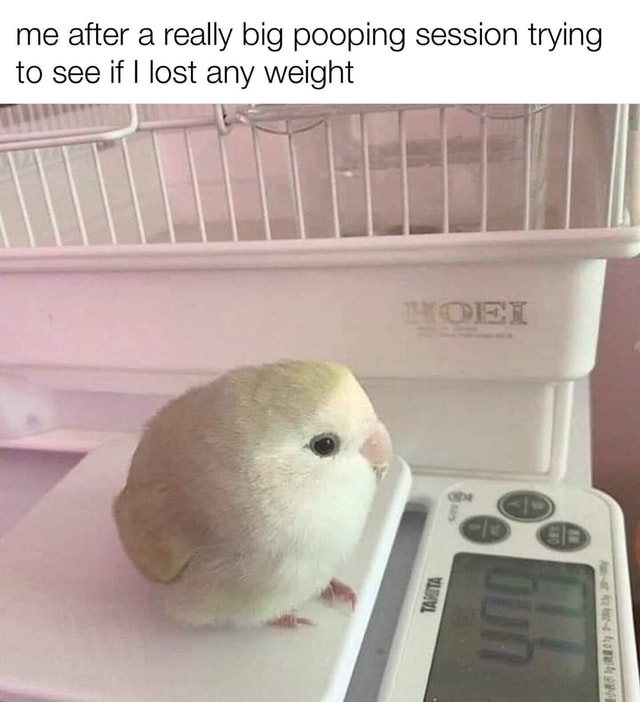 Me after a really big pooping session trying to see if I pst any weight ...