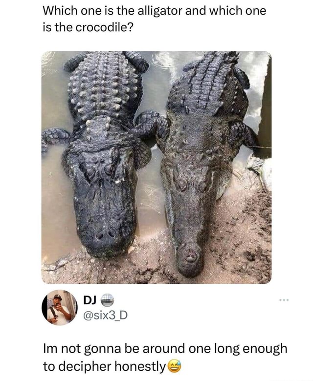 He’s got a point😂 (Twt: six3_D) - #crocodile #alligator #animals # ...