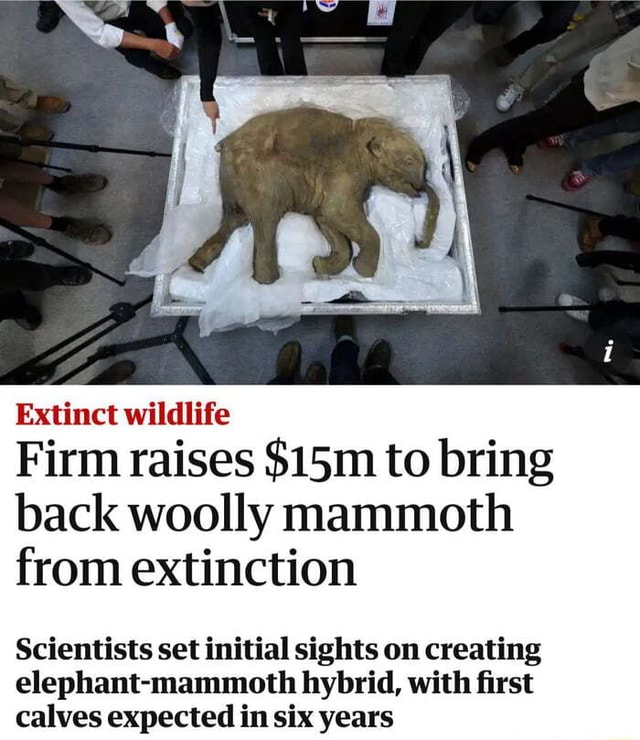 Extinct wildlife Firm raises Sism to bring back woolly mammoth from ...