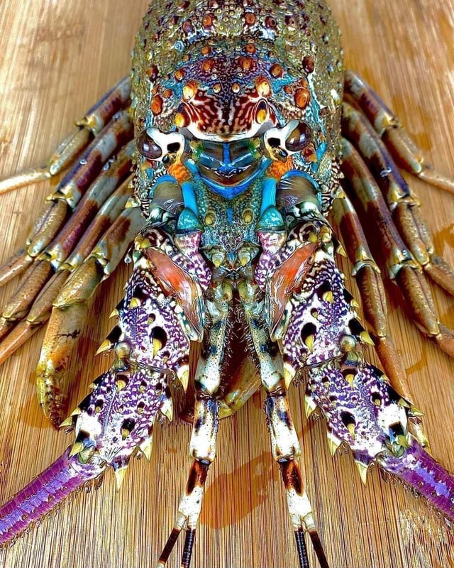 Rainbow lobster. Tropical rock lobster (Panulirus ornatus) is a large ...
