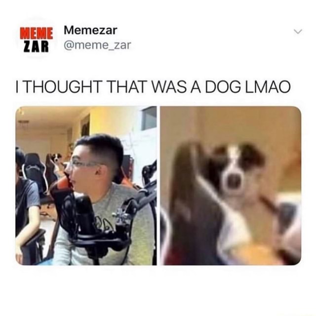 MEME Memezar ZAR @meme_zar I THOUGHT THAT WAS A DOG LMAO - iFunny
