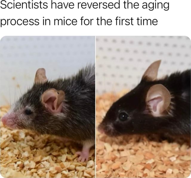 Scientists have reversed the aging process in mice for the first time ...