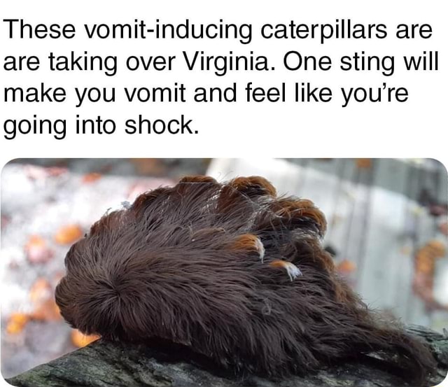 These vomit-inducing caterpillars are are taking over Virginia. One ...