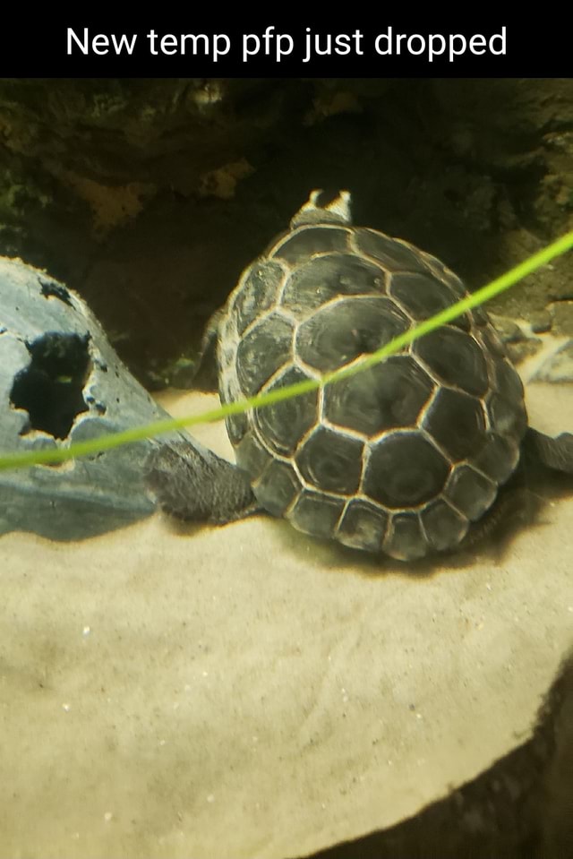 New temp pfp just dropped - iFunny