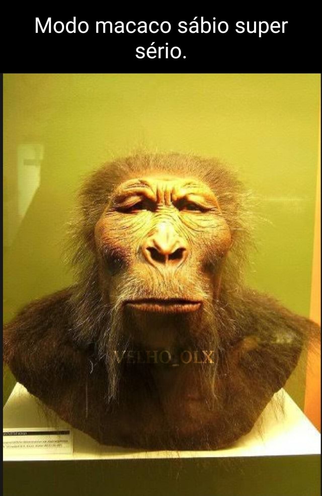 Modo macaco sábio super sério. Se - iFunny Brazil