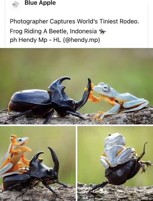 Blue Apple Photographer Captures World's Tiniest Rodeo. Frog Riding A ...