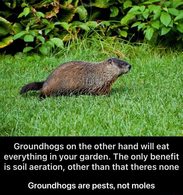 Groundhogs on the other hand will eat everything in your garden. The ...