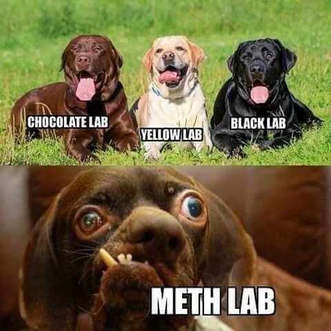 CHOCOLATE LAB BLACK LAB METH LAB - iFunny