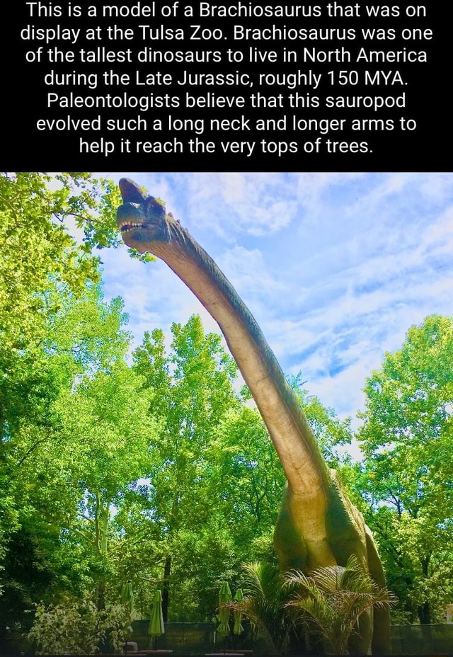 This is a model of a Brachiosaurus that was on display at the Tulsa Zoo ...