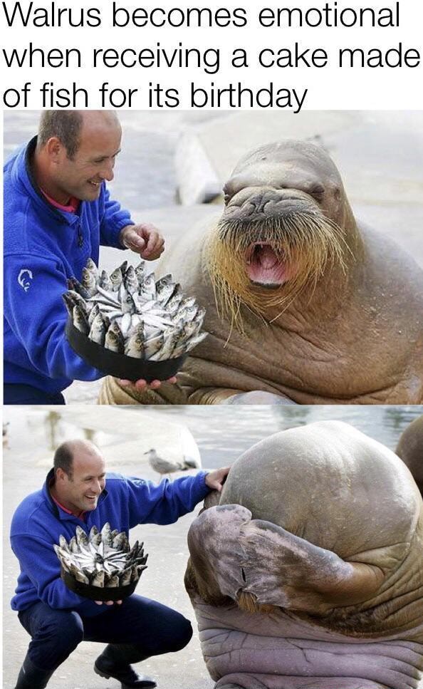 Walrus becomes emotional when receiving a cake made of fish for its ...