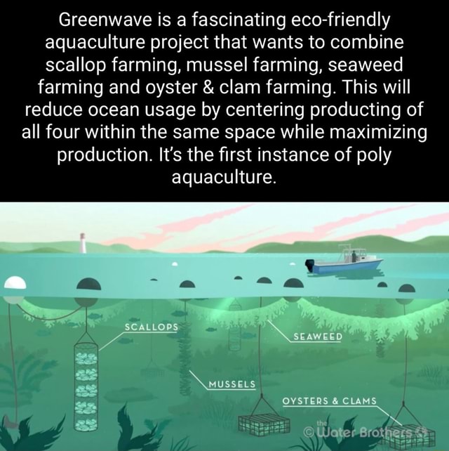 Greenwave is a fascinating eco-friendly aquaculture project that wants to combine scallop ...