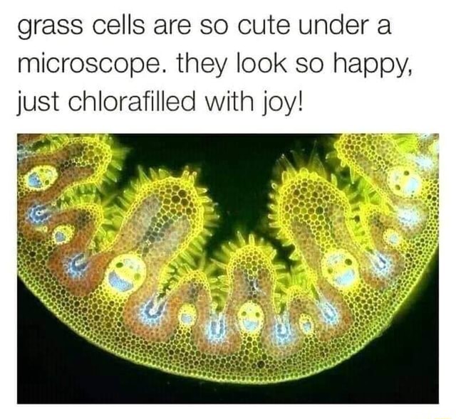 Grass cells are so cute under a microscope. they look so happy, just ...