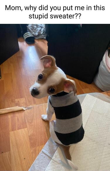 Mom, why did you put me in this stupid sweater?? - America’s best pics ... Mom, why did you put me in this stupid sweater?? - America’s best pics ...