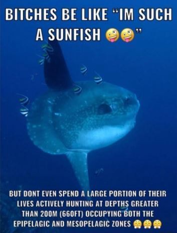 BITCHES BE LIKE "IM SUCH A SUNFISH BUT DONT EVEN SPEND A LARGE PORTION ...