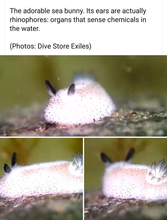 The adorable sea bunny. Its ears are actually rhinophores: organs that ...