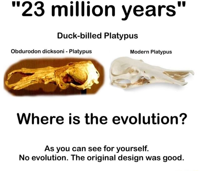 "23 million years" Duck-billed Platypus Obdurodon dicksoni - Platypus ...