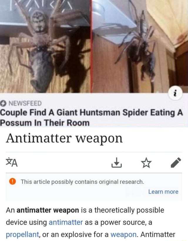 © NEWSFEED Couple Find A Giant Huntsman Spider Eating A Possum In Their ...