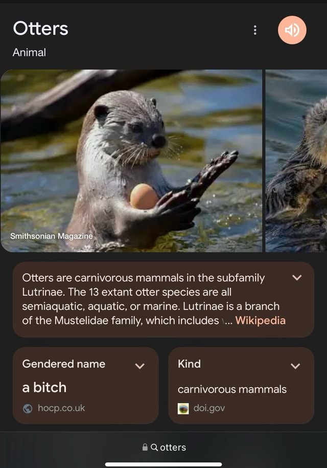Otters Animal Smithsonian Magazine Otters are carnivorous mammals in ...