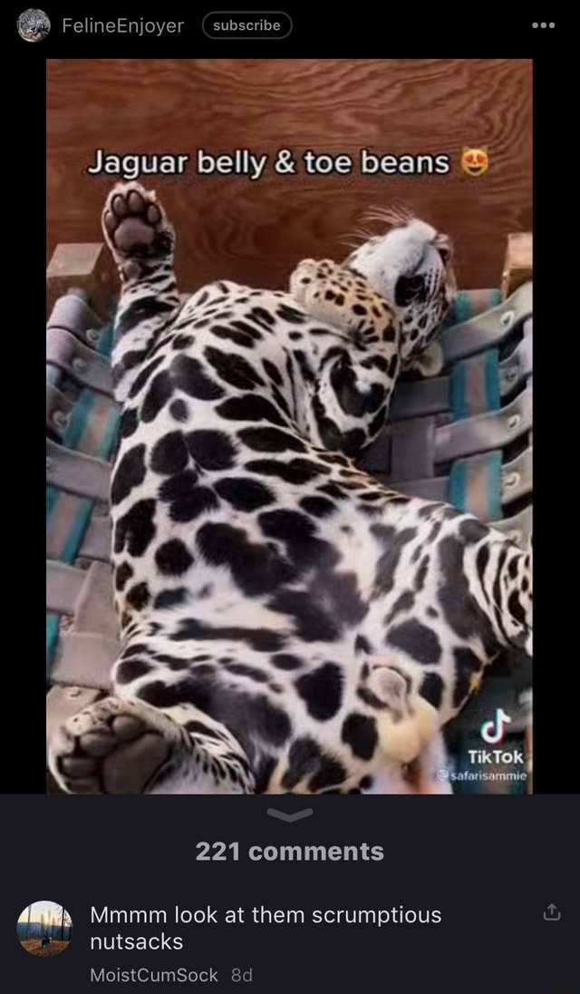 FelineEnjoyer (subscribe Jaguar belly & toe beans 221 comments Mmmm ...