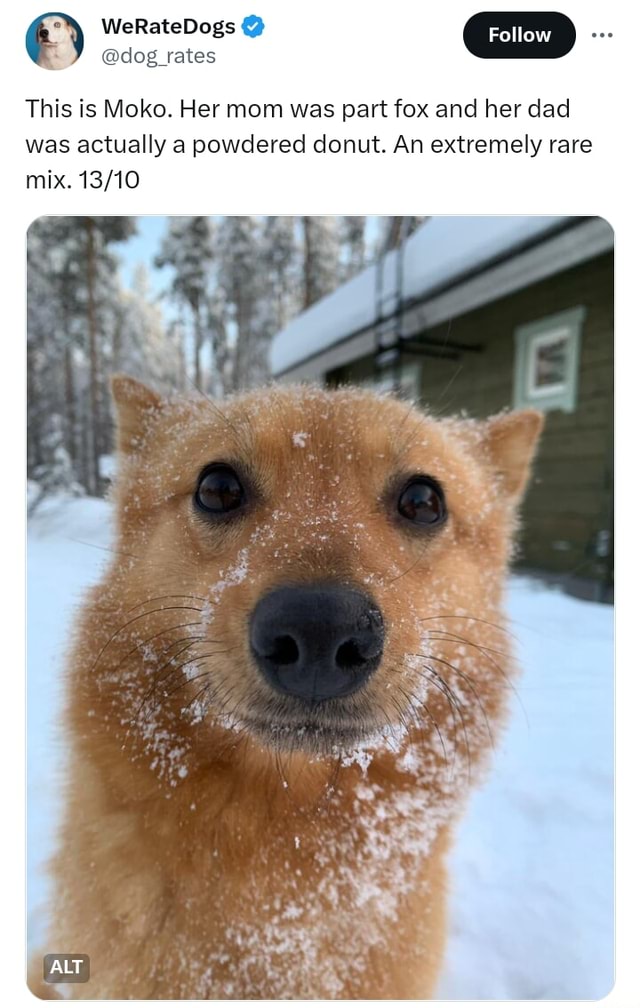 WeRateDogs dog rates This is Moko. Her mom was part fox and her dad was ...