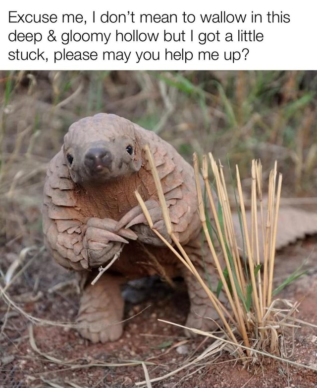 Excuse me, I don't mean to wallow in this deep & gloomy hollow but I ...