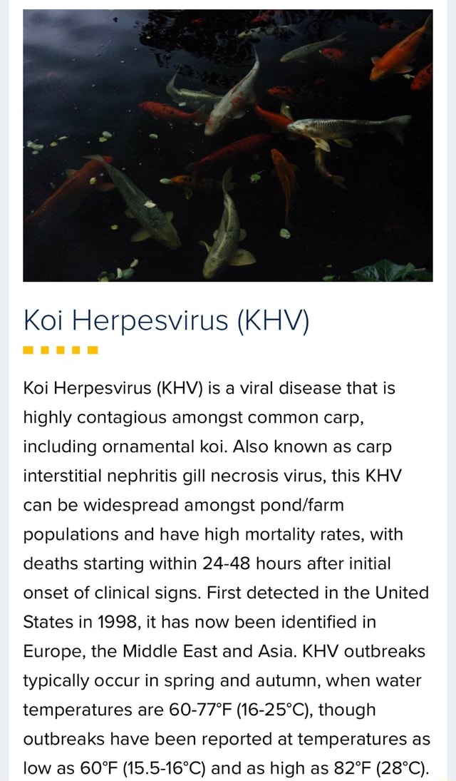 Koi Herpesvirus (KHV) Koi Herpesvirus (KHV) is a viral disease that is ...