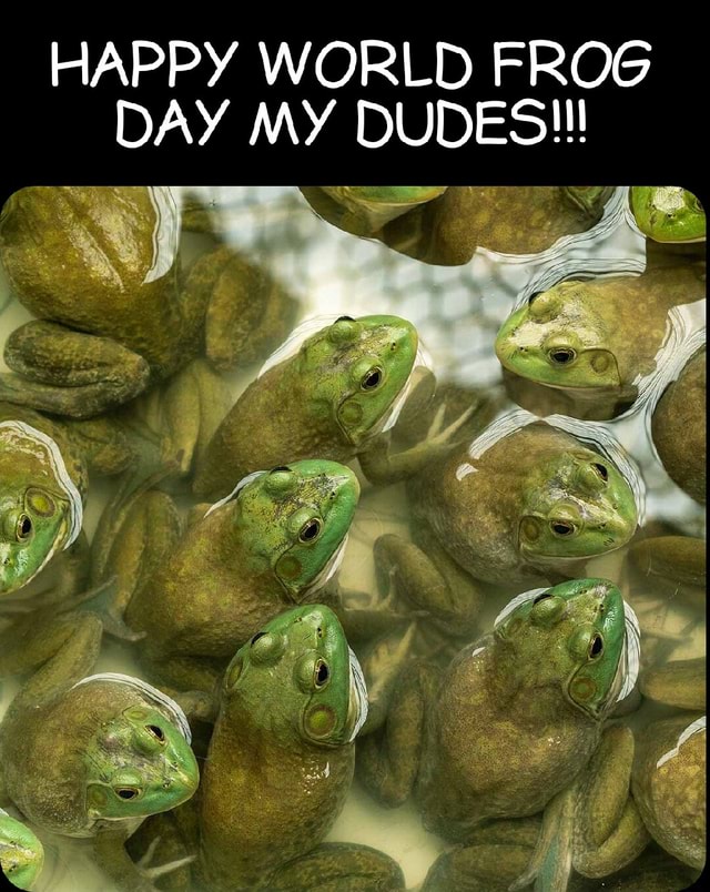 Happy World Frog Day My Dudes Ifunny
