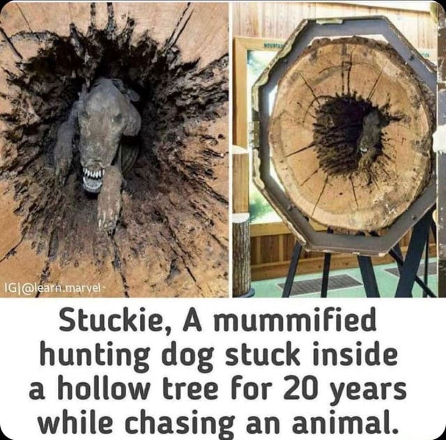 SS Stuckie, A mummified hunting dog stuck inside a hollow tree for 20 ...