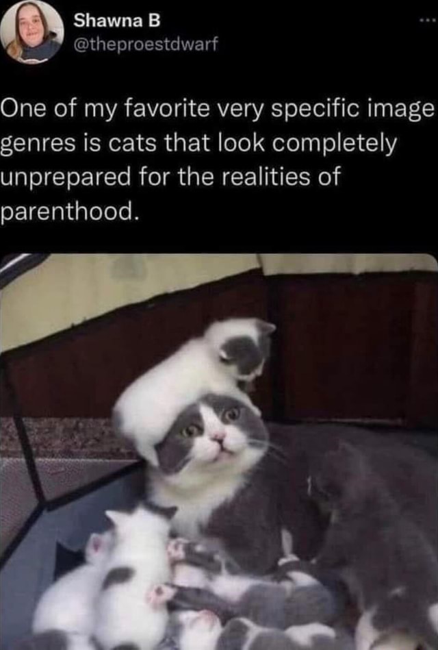 Shawna One of my favorite very specific image genres is cats that look ...